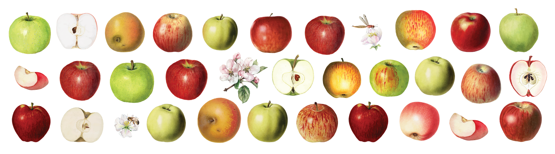 Donate Your Apples – Wasted Apple